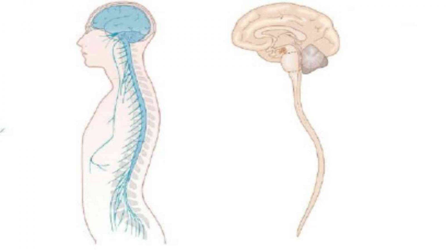 Difference Between Brain and Spinal Cord - Eduvast.com Difference Between Brain and Spinal Cord - Eduvast.com