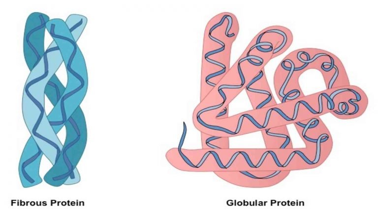 Difference Between Globular and Fibrous Protein - Eduvast.com