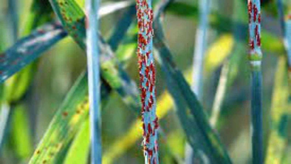 Difference Between Rust and Smut - Eduvast.com