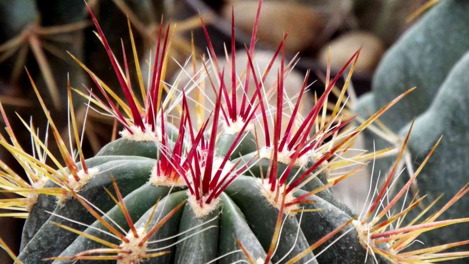 Difference Between Thorns and Spines - Eduvast.com