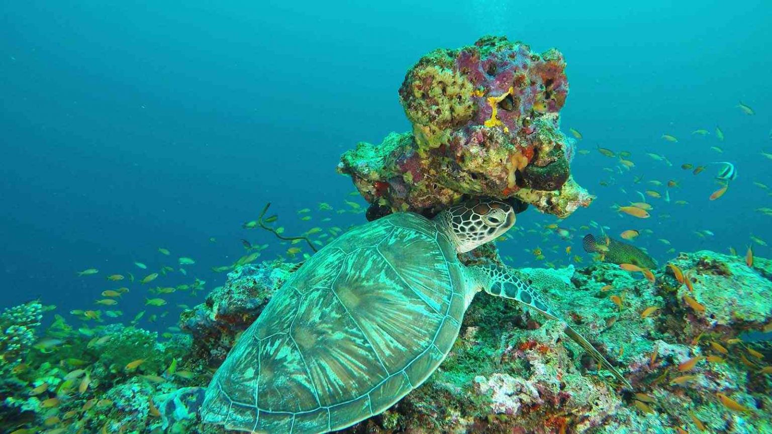 World Sea Turtle Day 2022: Date, History and Facts about Sea Turtles ...