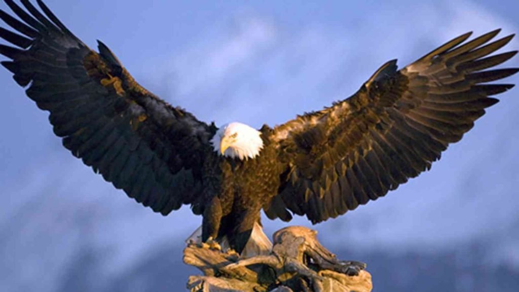 National Save The Eagles Day 2023: Date, History and Significance ...