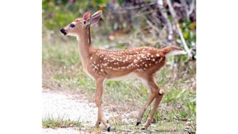 Key Deer Awareness Day 2023: Date, History, Facts about Deer - Eduvast.com