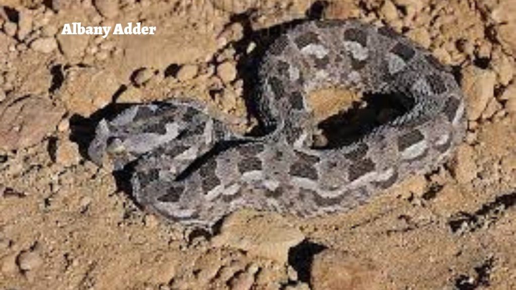 Elusive Encounters: The Rarest Snakes in the World - Eduvast.com