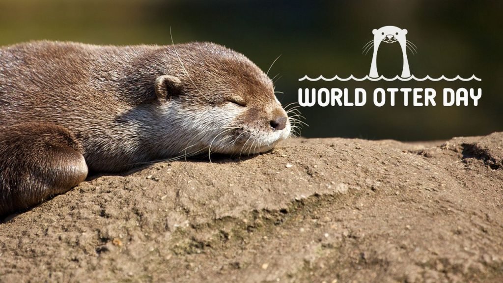 Happy World Otter Day Wishes, Greetings, Slogans - Eduvast.com