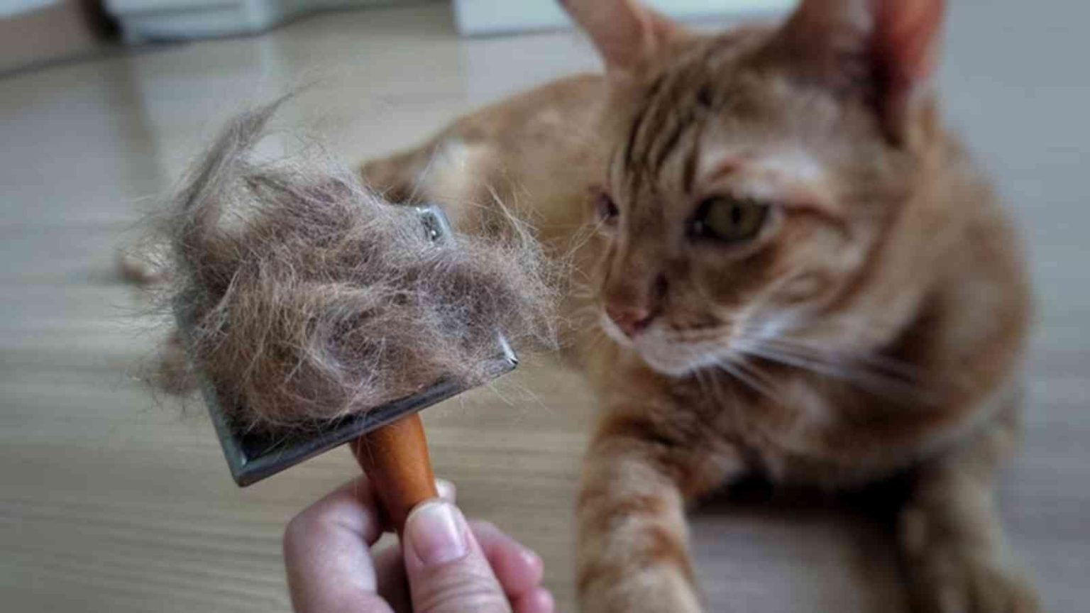 National Hairball Awareness Day 2023: Date, History, Facts about ...