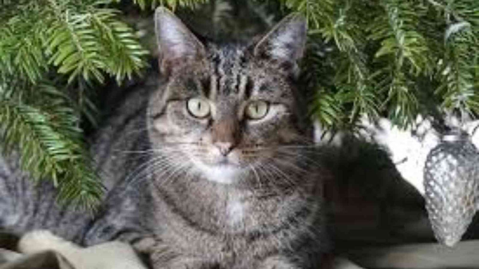 National Tabby Day 2023: Date, History, Facts, Events - Eduvast.com