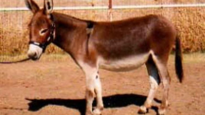 World Donkey Day 2023: Date, History, Facts, Activities - Eduvast.com