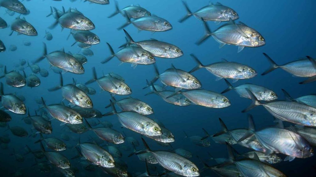 World Fish Migration Day 2023: Date, History, Facts about Fish ...