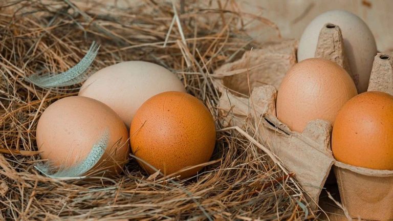 National Egg Day 2023: Date, History, Activities - Eduvast.com