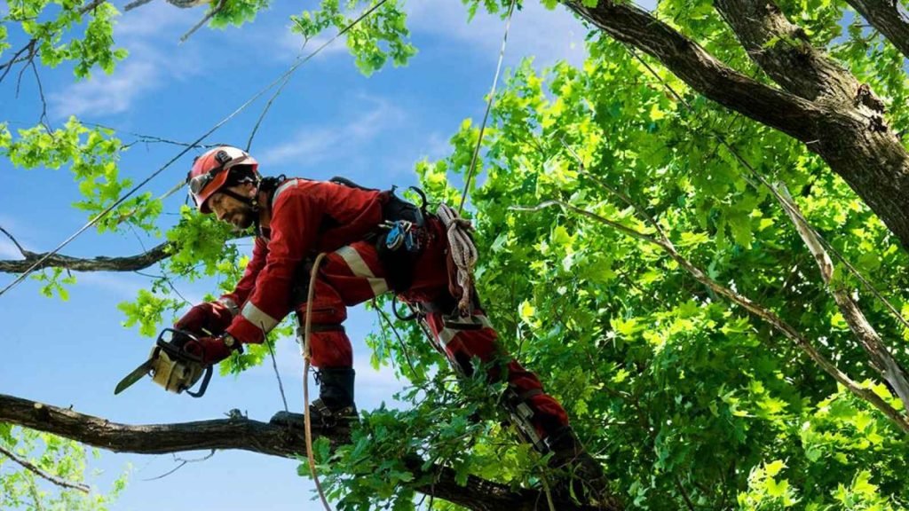 Arborist Appreciation Day 2023: Date, History, Facts, Activities ...