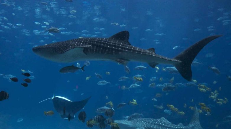 International Whale Shark Day 2023: Date, History, Facts about Whale ...