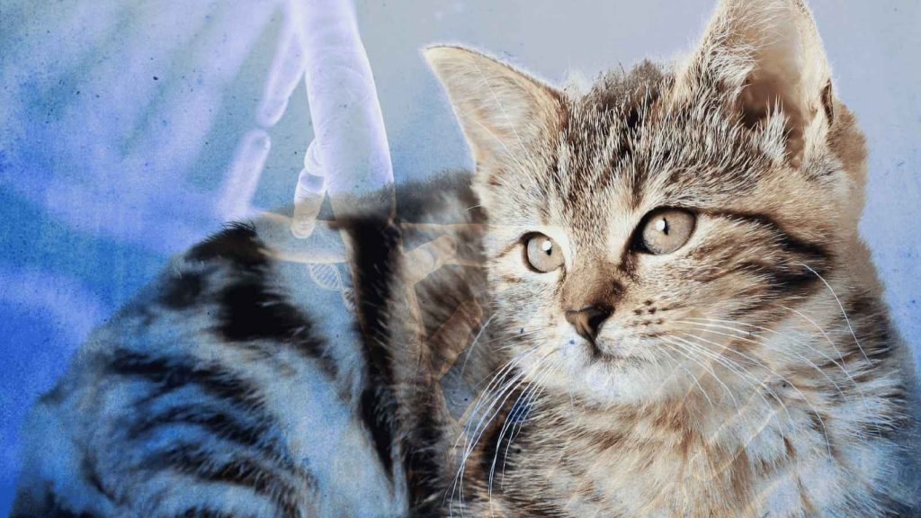National Cat DNA Day 2023: Date, History, Facts, Events - Eduvast.com