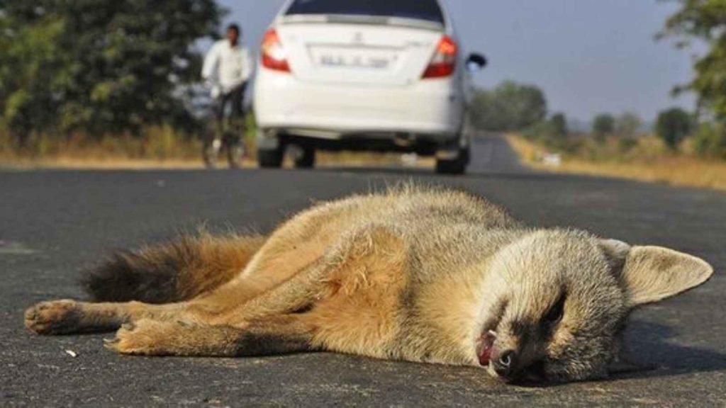 World Animal Road Accident Awareness Day 2023: Date, History, Facts ...