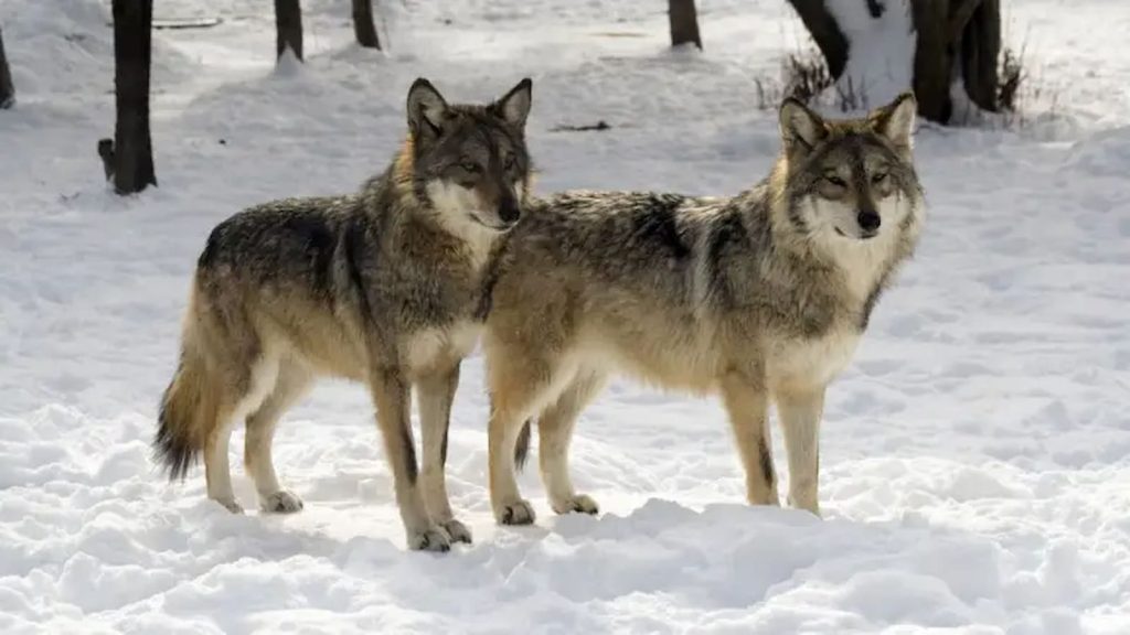 Wolfenoot 2023: Date, History, Importance, 5 Facts About Wolfenoot ...