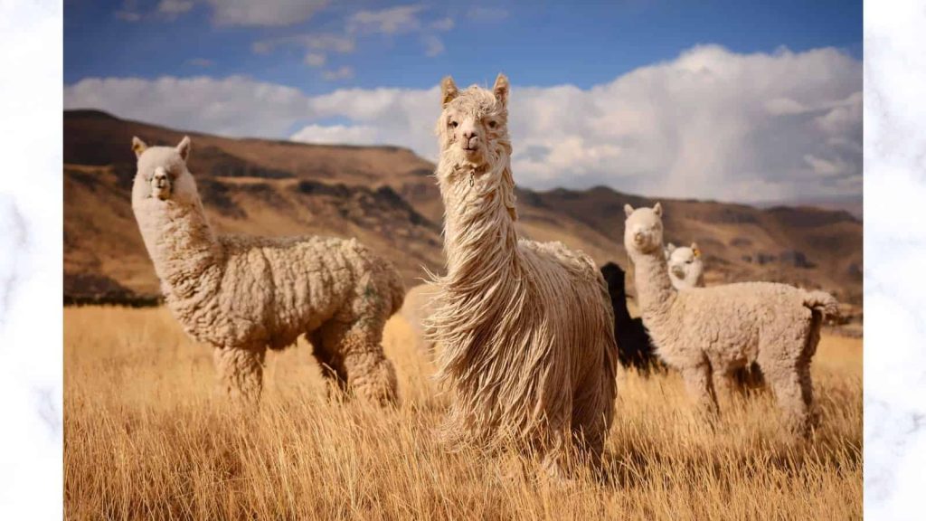 National Llama Day 2023: Date, History and 4 Facts About Llamas That ...