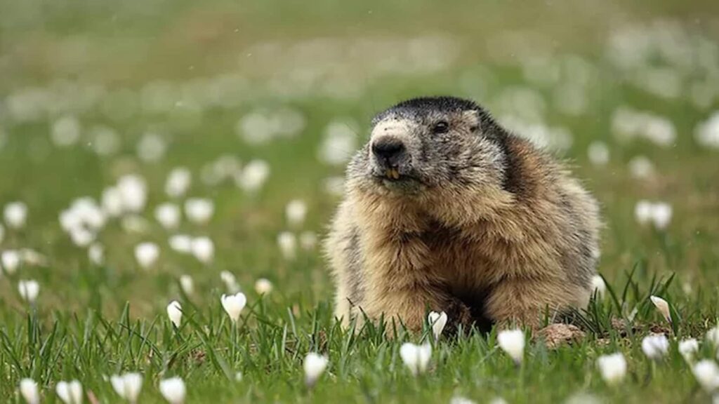 Marmot Day - February 2, 2024 (U.S.) - Eduvast.com