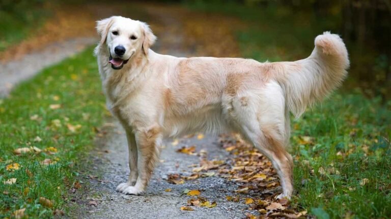 National Golden Retriever Day - February 3, 2024 (U.S.) - Eduvast.com